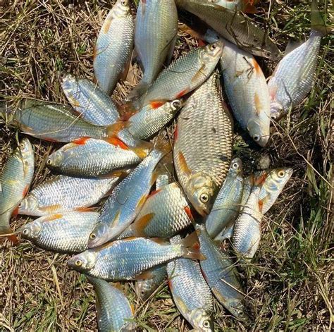 თევზაობის გვერდი