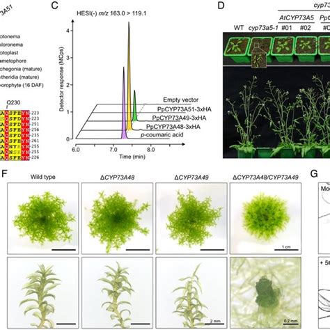 Functional Analysis Of Cyp73 Genes From The Moss Physcomitrium Patens