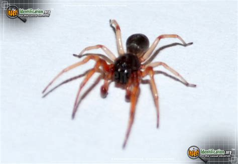 Running Spider