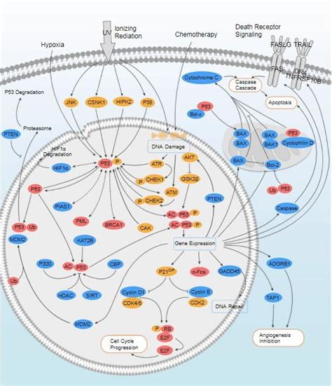 P53 Gene Plays A Slowing Or Monitoring Role In Cell Division Under