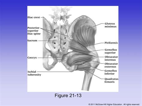 Ppt Chapter 21 The Thigh Hip Groin And Pelvis Powerpoint Presentation Id1408628