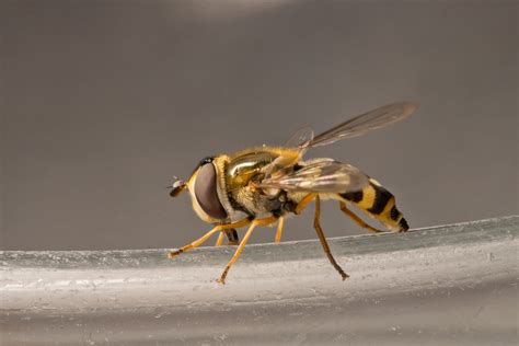 Hoverfly Insect Winged Free Photo On Pixabay