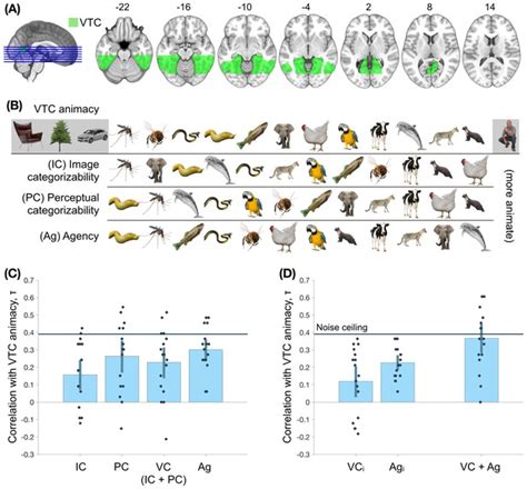 Figures And Data In The Nature Of The Animacy Organization In Human