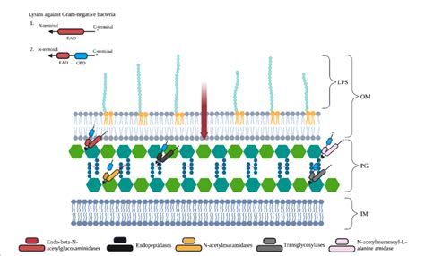 Schematic Representation Of Lysin Targets In Gram Negative Bacterial