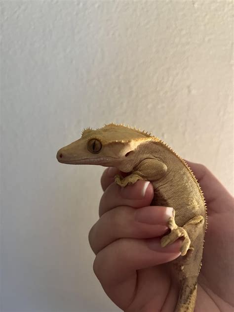 Sex Of My Gecko R Crestedgecko