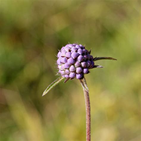 Devils Bit Scabious Earthstar