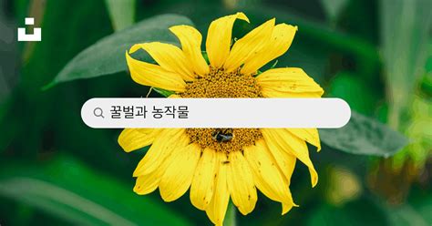 꿀벌과 작물 사진 Unsplash에서 무료 이미지 다운로드