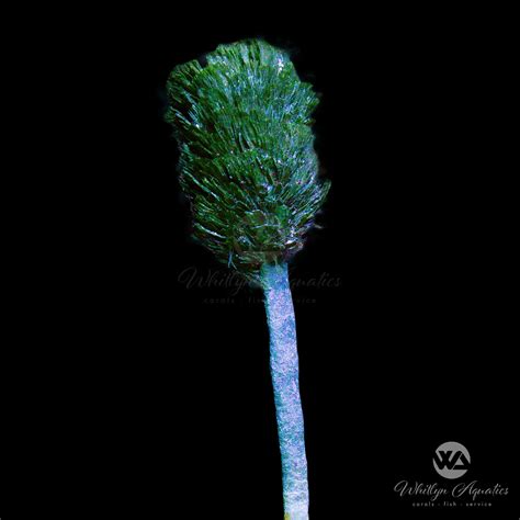 Pine Cone Christmas Tree Macroalgae Whitlyn Aquatics
