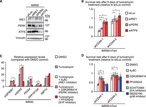 Cd44 Correlates With Longevity And Enhances Basal Atf6 Activity And Er