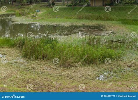 Retention Pond With Water Plants In City Park In Kuching Malaysia