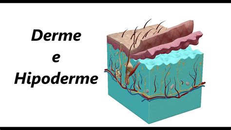 Derme E Hipoderme Em 3d Youtube