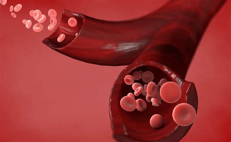 Blood Definition Its Components And Functions