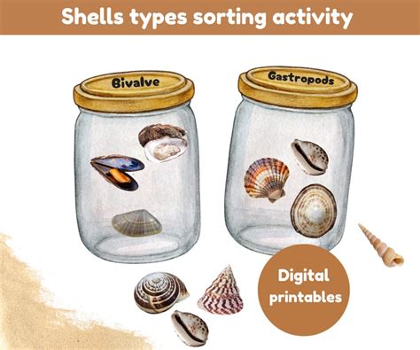 Shells Types Sorting Activity Shells Jars Sorting Activity Fun