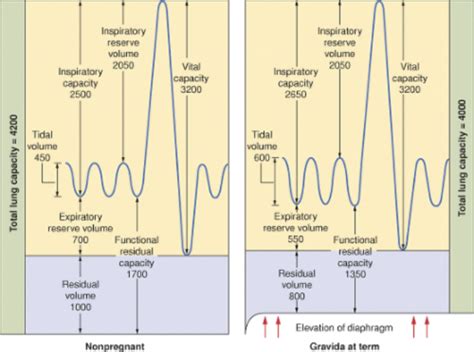 Maternal And Fetal Physiology Sexual Assault Domestic Assault