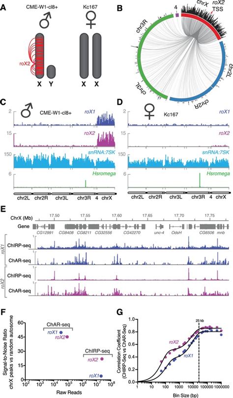 Chromatin Associated Rna Sequencing Char Seq Maps Genome Wide Rna To Dna Contacts Elife