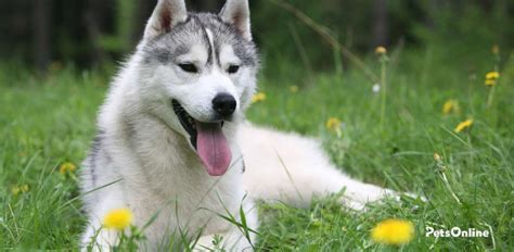 Siberian Husky Temperament And Personality Traits Pets Online