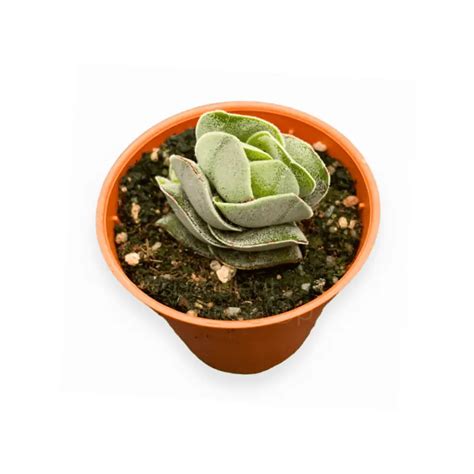 Crassula Ivory Pagoda 龙宫城 5cm Succulent And Cactus Malaysia