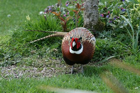 Garden Bird Year Crowing Pheasants