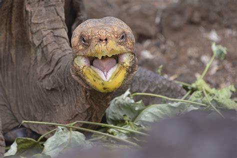 Meet Diego The 100 Year Old Sex Crazed Galapagos Tortoise Who Saved