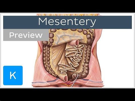 Mesentery Human Body