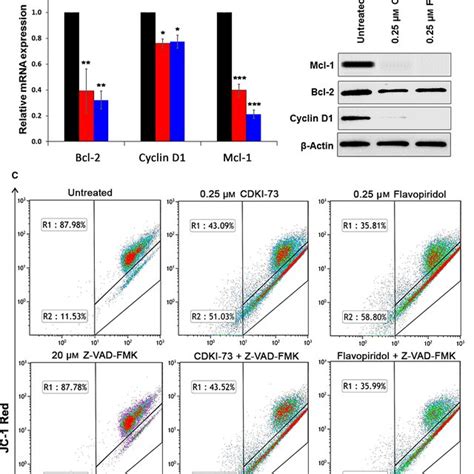 Inhibition Of Cdk9 Reduced Mitochondrial Membrane Potential A