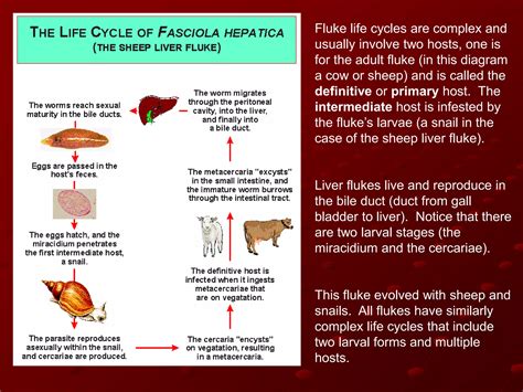 Class Trematoda Notes Pptx