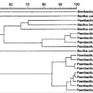 Dendrogram Based On Global Correlation Coefficient And UPGMA Clustering