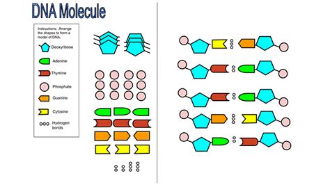 Various Structures Of Dna Building Blocks