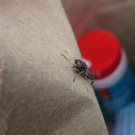 Garden Soldier Fly Exaireta Spinigera Insect Identification Guide