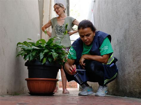Brazil Registered 82 Of Global Dengue Cases In 2024 Who Brazil Reports