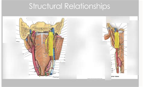 Structural Relationships Diagram Quizlet