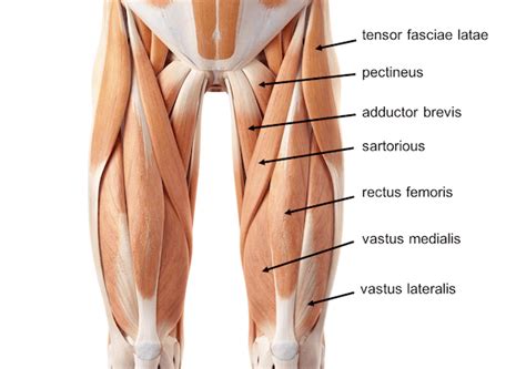 Inferior Rectus Muscle Origin Insertion Function Mobile Physio