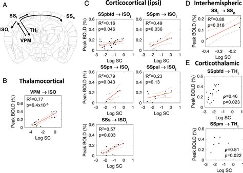 Hemodynamic Transient And Functional Connectivity Follow Structural