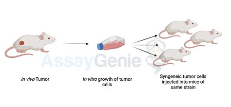 Enhancing Cancer Research Syngeneic Mouse Models And Immune Checkpoint
