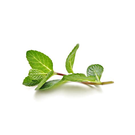 Tabias Essential Oils Steam Distilled And Sustainably Sourced Tabia