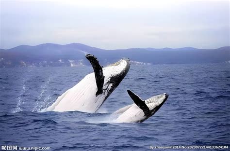 鲸鱼摄影图海洋生物生物世界摄影图库昵图网
