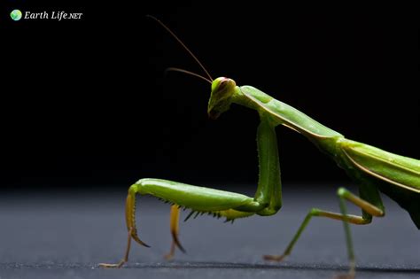 How Many Legs Do Insects Have What Is An Insect Earth Life