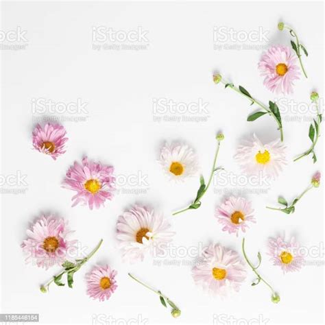 꽃 구성 흰색 배경에 국화의 아름다운 꽃 싹과 잎 맨 위 보기 정사각형 프레임 복사 공간 0명에 대한 스톡 사진 및 기타 이미지