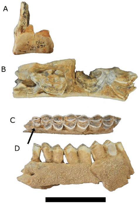 Color Online Camelidae Specimens A Camelops Hesternus Partial