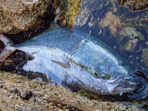 【ジグラバースルー】ショアラバやるならコレ一択！真鯛、根魚、青物何でも釣れる万能ルアーがスゴイ！ Pukutaku