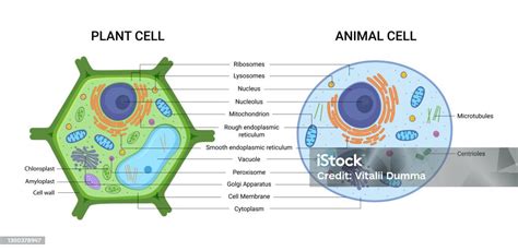 Plant And Animal Cell Diagram Labeled