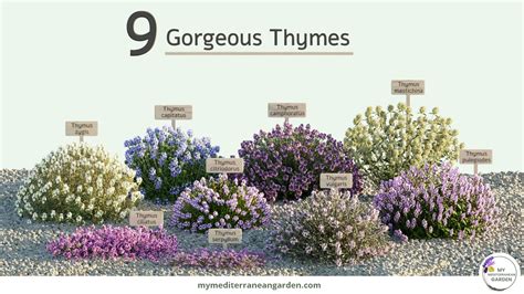 Thyme Garden Fasci Garden