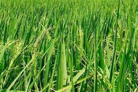 Cultivation Of Short Duration Varieties Of Rice For Straw Management Farmer News Government