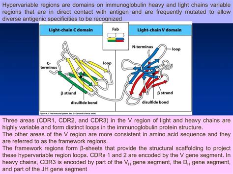 Immunoglobulins A B D E G In Normal Healthppt