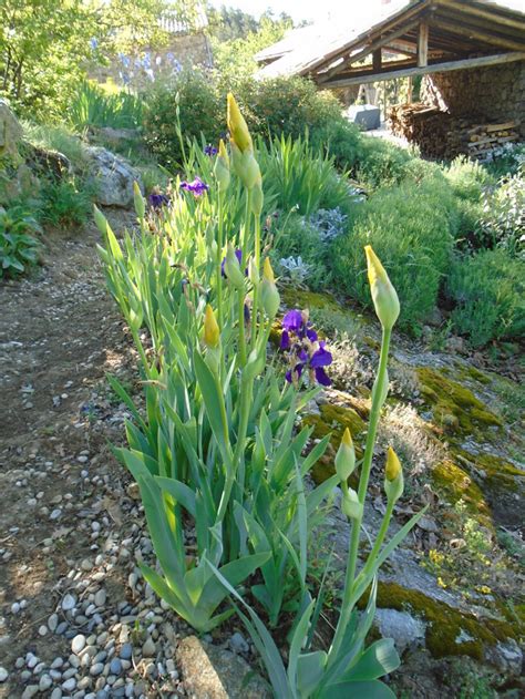 Successional Iris Flowering Lindy Sinclair