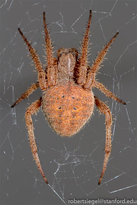 Spiders
