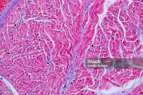 Education Anatomy And Histological Sample Heart Muscle Tissue Under The