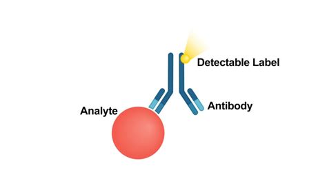 A Brief Overview Of Immunoassay Principles Of Immunoassay Types