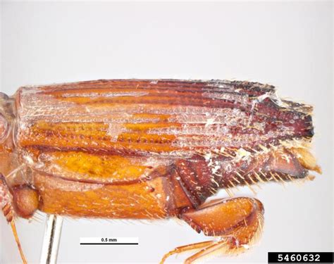 Ambrosia Beetle Euplatypus Parallelus Fabricius 1801