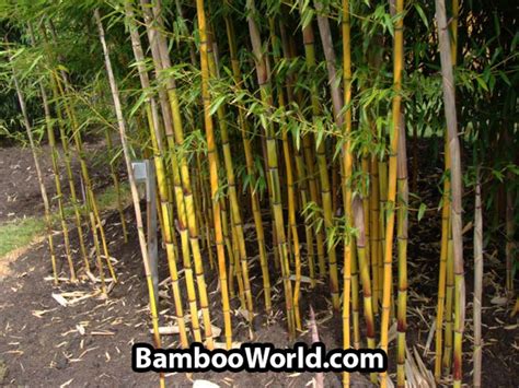Phyllostachys Aureosulcata Spectabilis Canadas Bamboo World